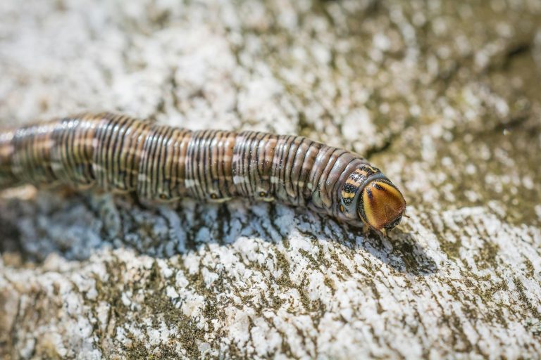 Toxic Hammerhead Worm Invades Texas Triggering Warnings Across the ...