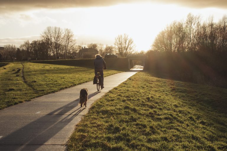 How the Netherlands Became the First Country to End Stray Dog Homelessness