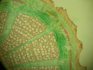 Under a Microscope, Grass Seems to Smile When It Rains