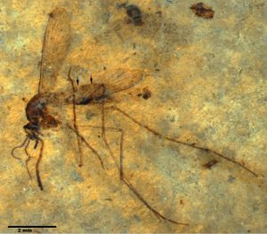 Tests Revealed That a 46 Million Year Old Fossilized Mosquito From ...