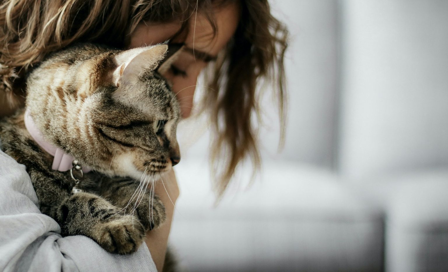 Simulation Shows What Cats See and Hear When They Look At Us and It’s ...