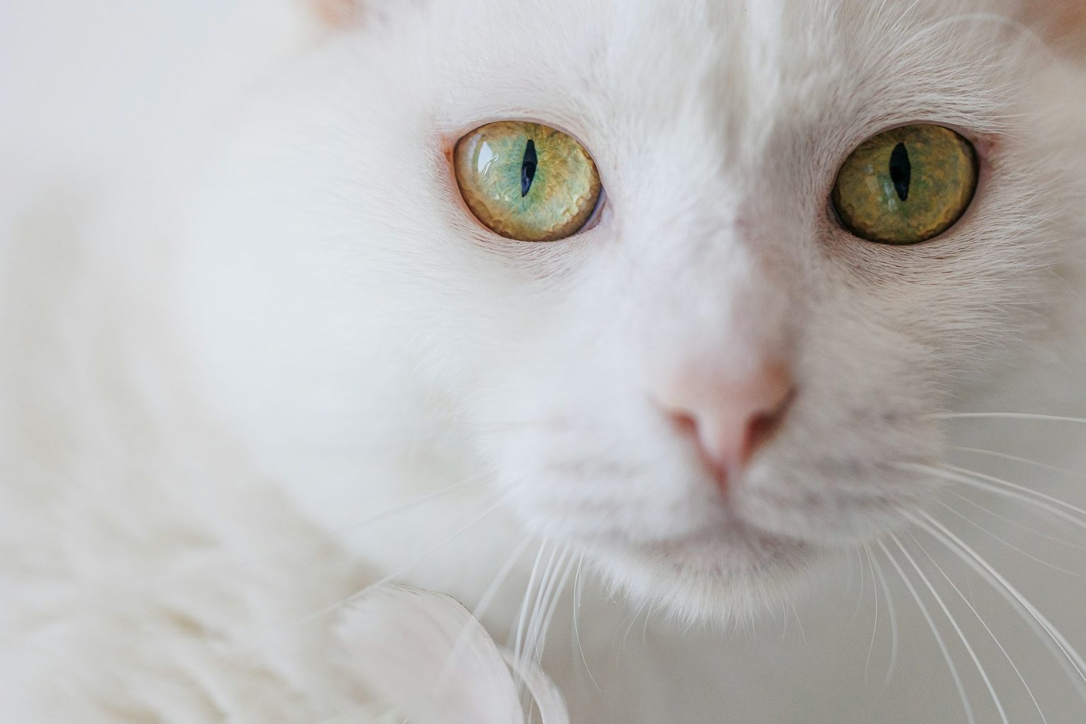 Simulation Shows What Cats See and Hear When They Look At Us and It’s ...