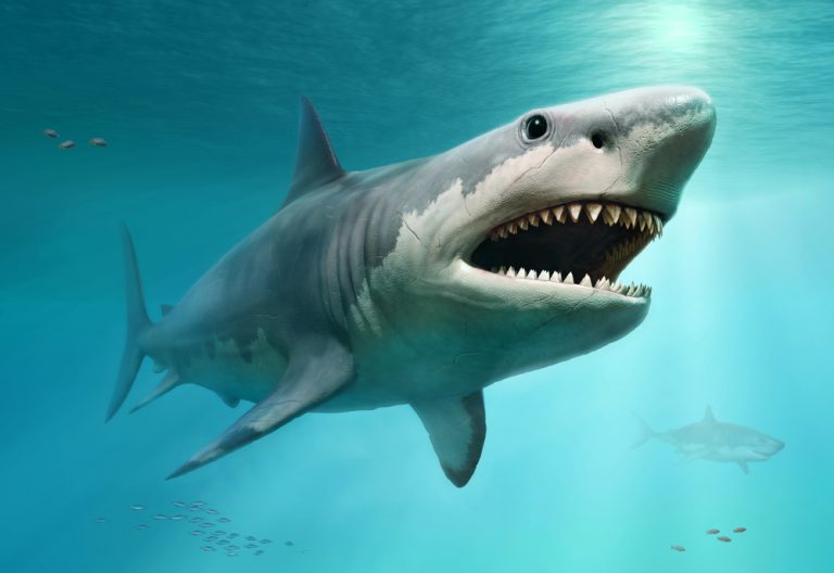 A Florida Teen Watched a 9-Foot Shark Grab His Sister and Dove In After ...