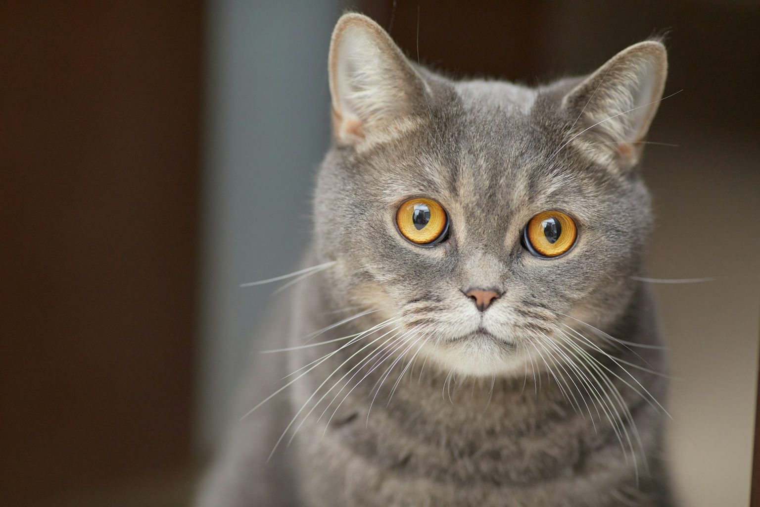 Simulation Shows What Cats See and Hear When They Look At Us and It’s ...