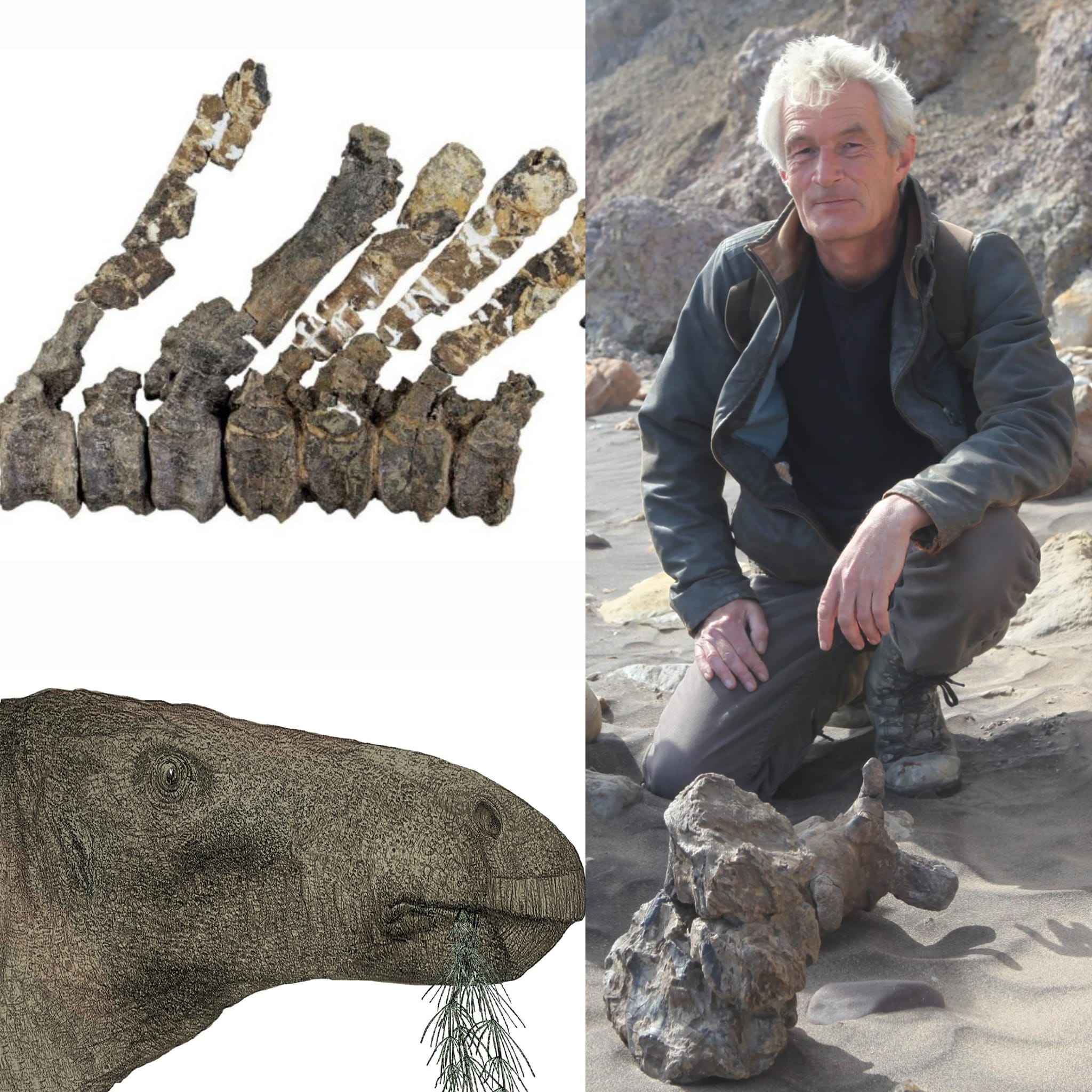 The UK Has Uncovered Its Most Complete Dinosaur Fossil in a Century ...