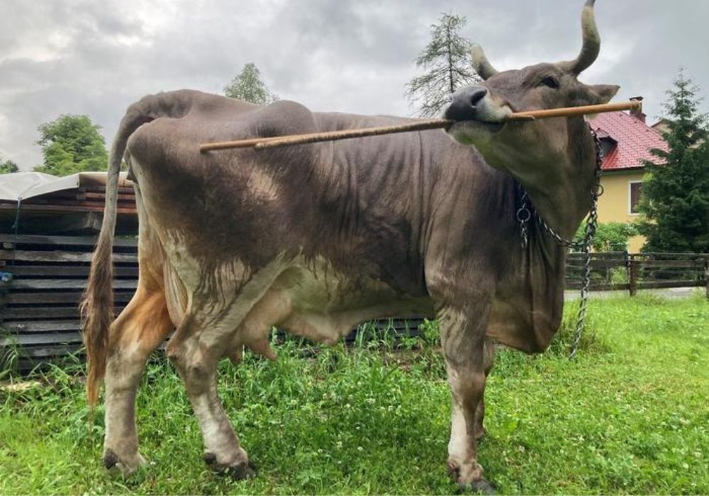 A Tool-Using Cow Is Redefining What We Know About Farm Animal Intelligence