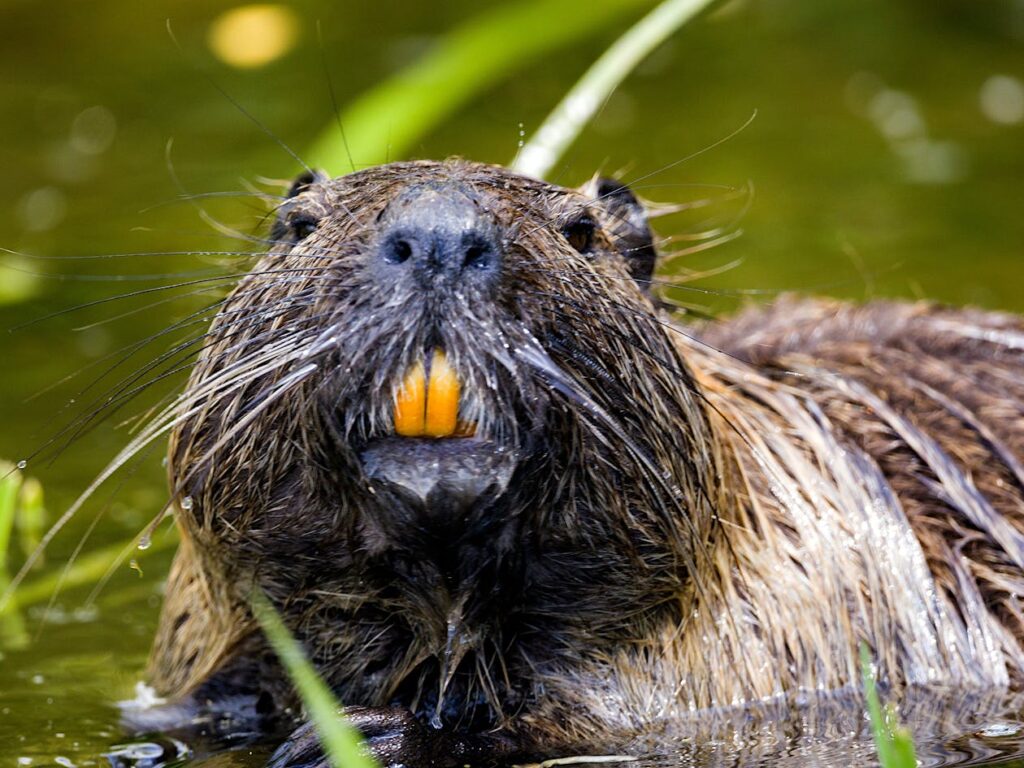 Orange Teeth and Iron Jaws Inside the Beaver's Remarkable Mouth