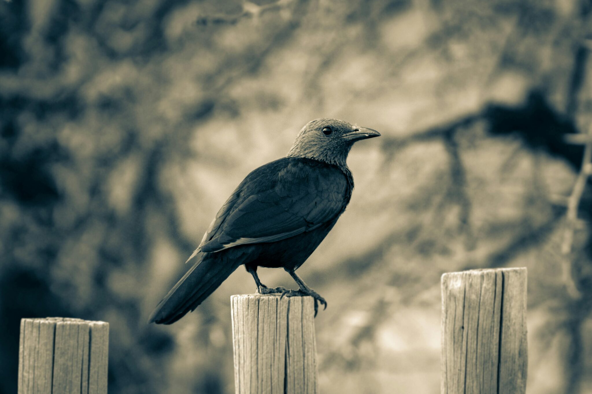 Sweden Trains Crows to Collect Cigarette Butts and Help Clean City ...