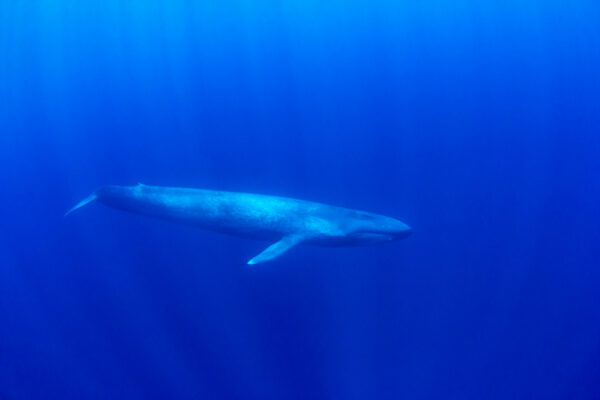 Why Visitors Can No Longer Enter The World’s Only Taxidermied Blue Whale