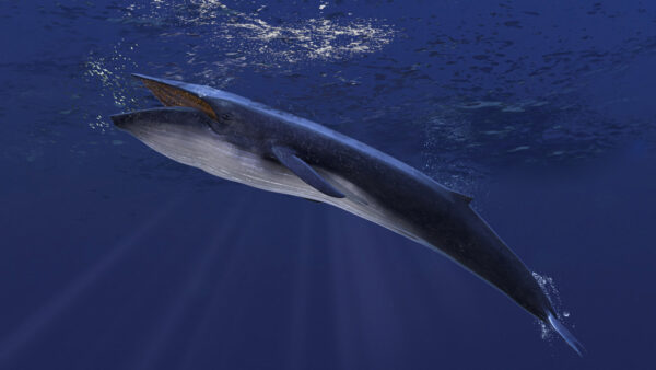 Why Visitors Can No Longer Enter The World’s Only Taxidermied Blue Whale