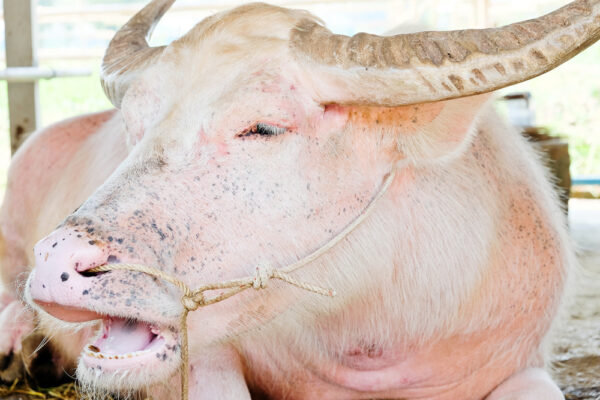 Rare Albino Buffalo Goes Viral After Being Compared to Donald Trump