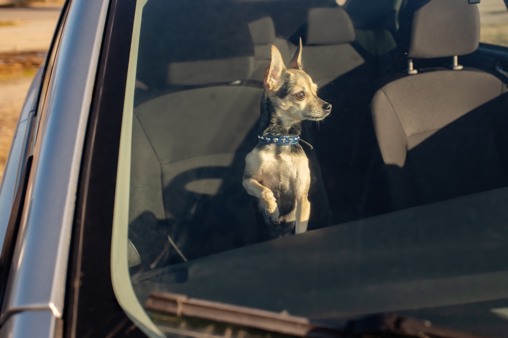 Jail Time for Hot Cars? Inside NSW's Strict New Dog Safety Laws